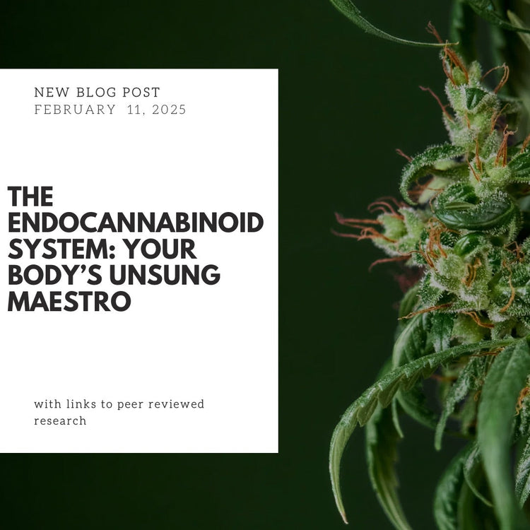The Endocannabinoid System: Your Body’s Unsung Maestro – BEYOND WELLNESS